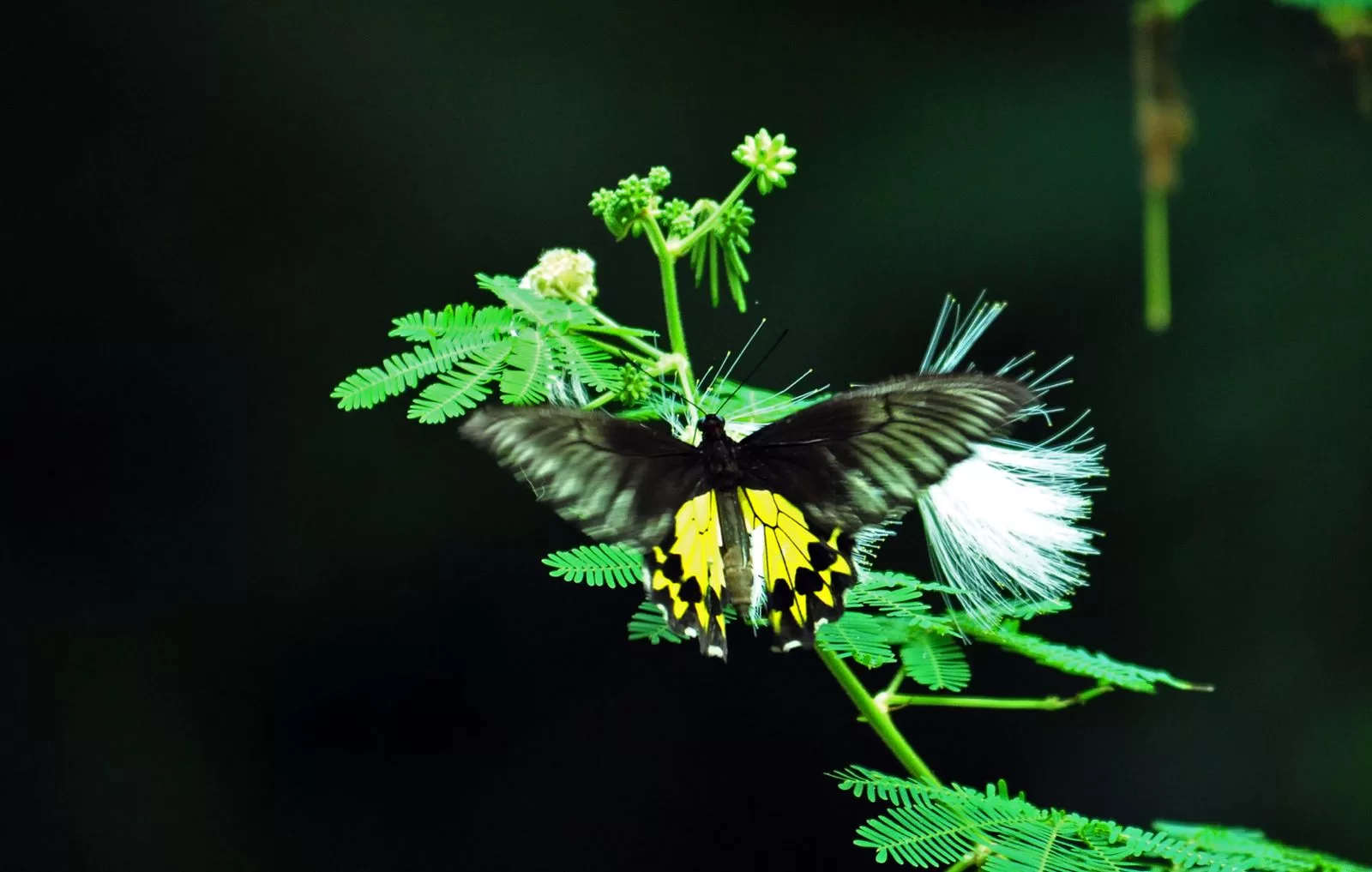 Dua Jenis Kupu-kupu Raja Langka Ditemukan Pegunungan Sanggabuana - AWESH.id